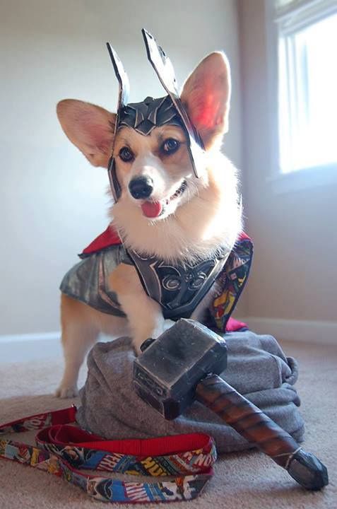 Download Animal Corgi Dog Costume Thor Image