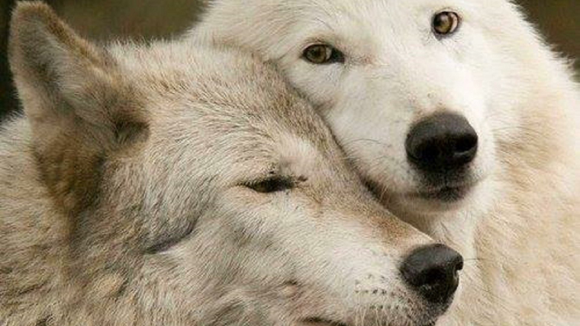 Embracing Love: The Beauty of White Wolves