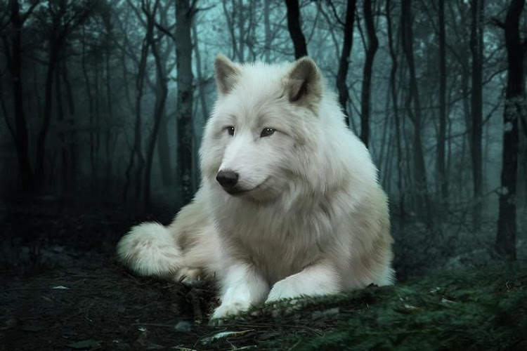 Majestic White Wolf in the Enchanted Forest